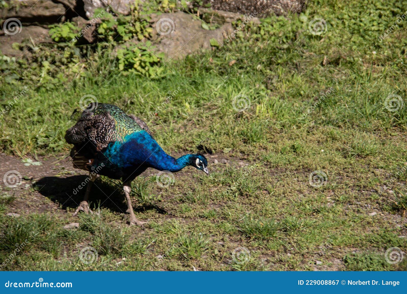 Blue peacock rooster stock image. Image of plumage, tail - 229008867