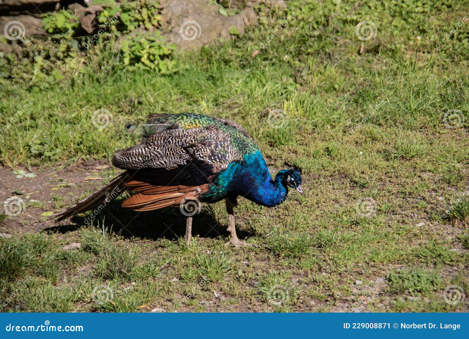 Blue peacock rooster stock image. Image of plumage, graceful - 229008871