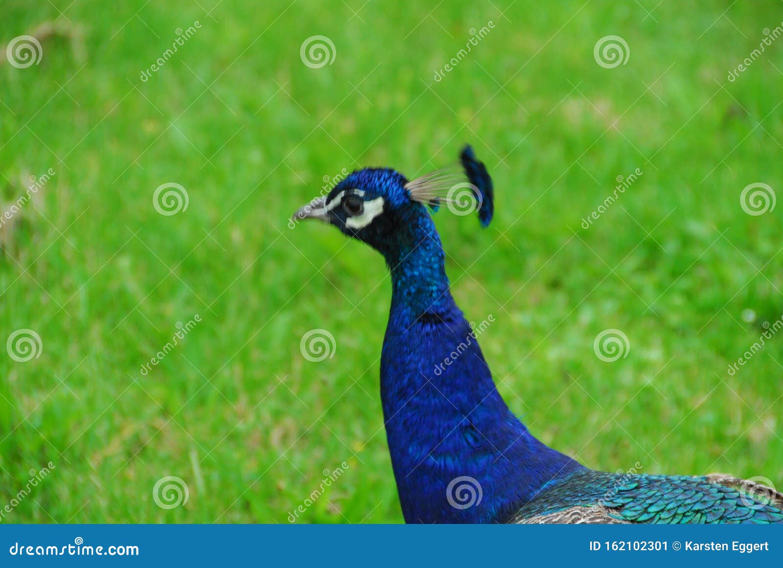 Blue Peacock Running Across the Green Lawn Stock Image - Image of neck ...