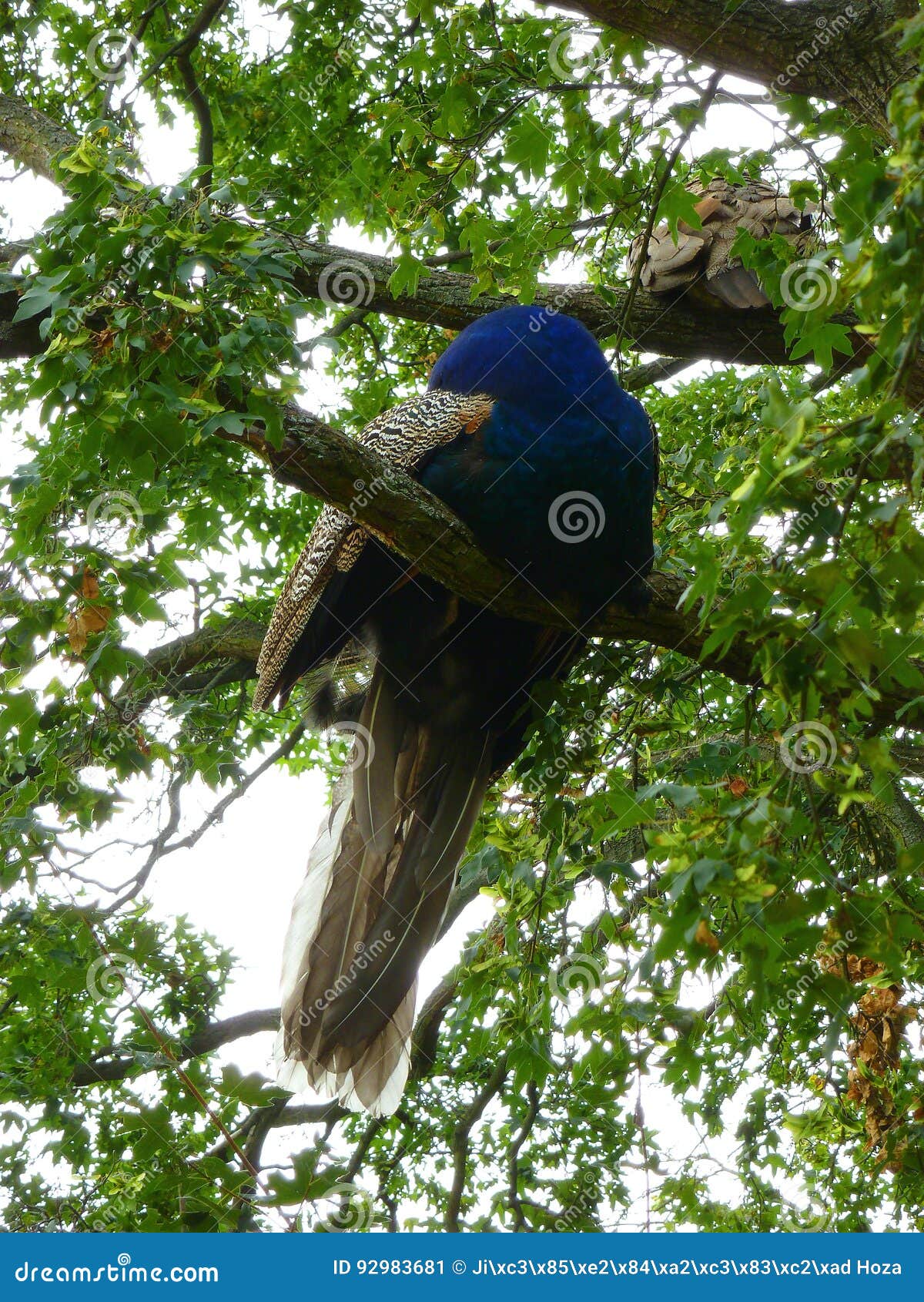 Blue Peacock Sitting on the Tree Stock Image - Image of feather, tree ...