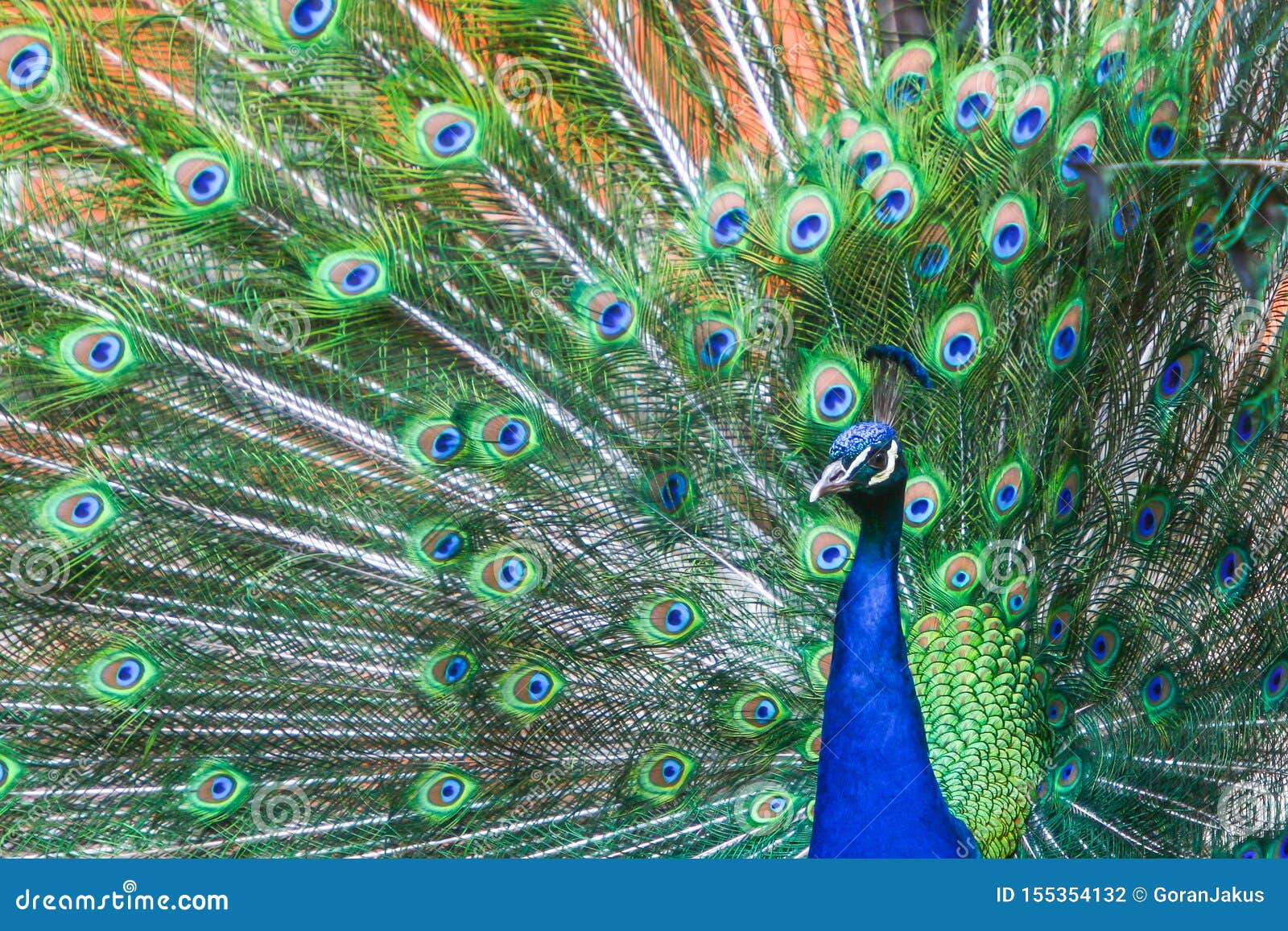 Blue Peacock Spreading Wings Stock Photo - Image of neck, peacock ...