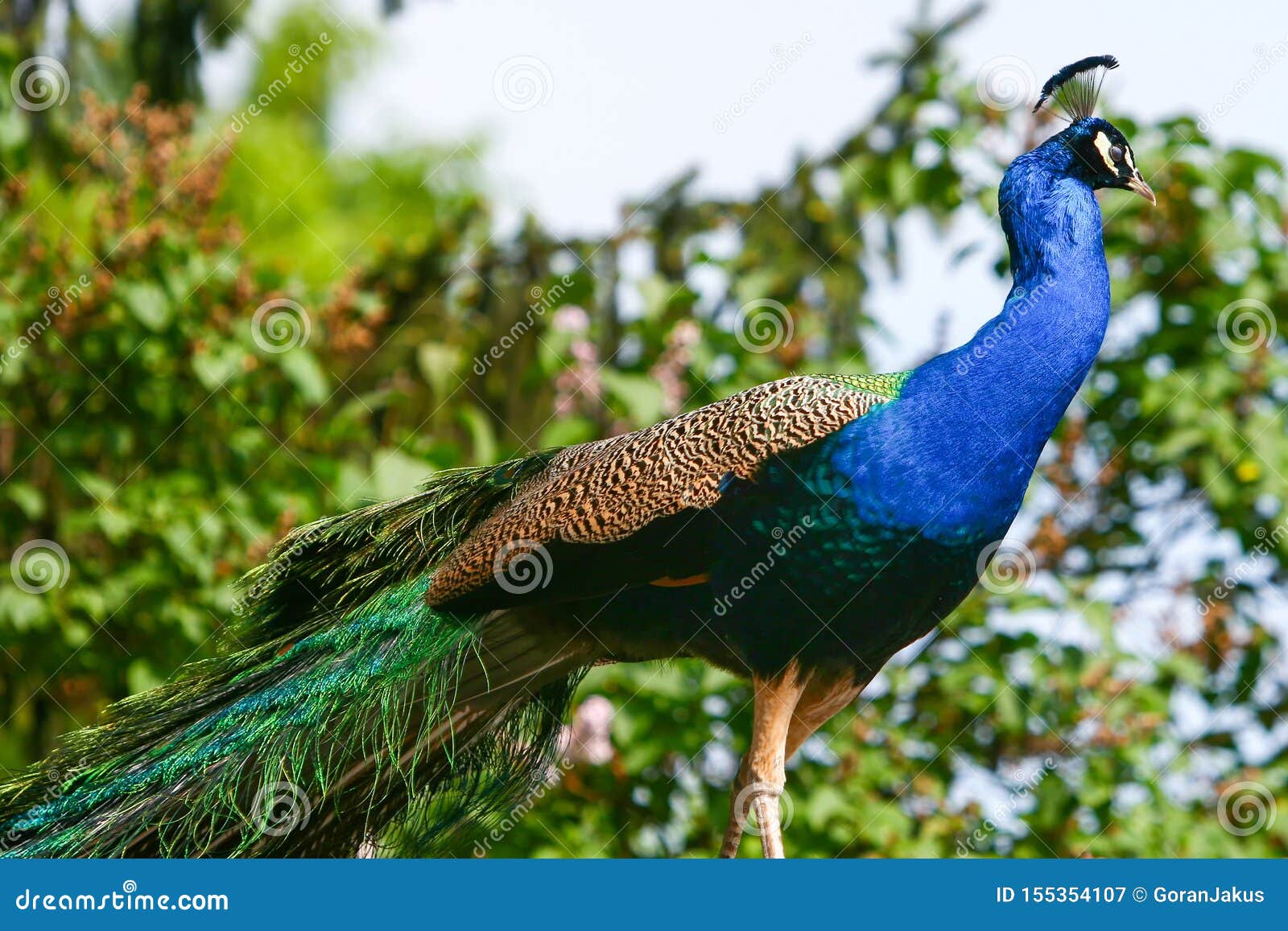 Blue peacock standing stock image. Image of clear, bird - 155354107