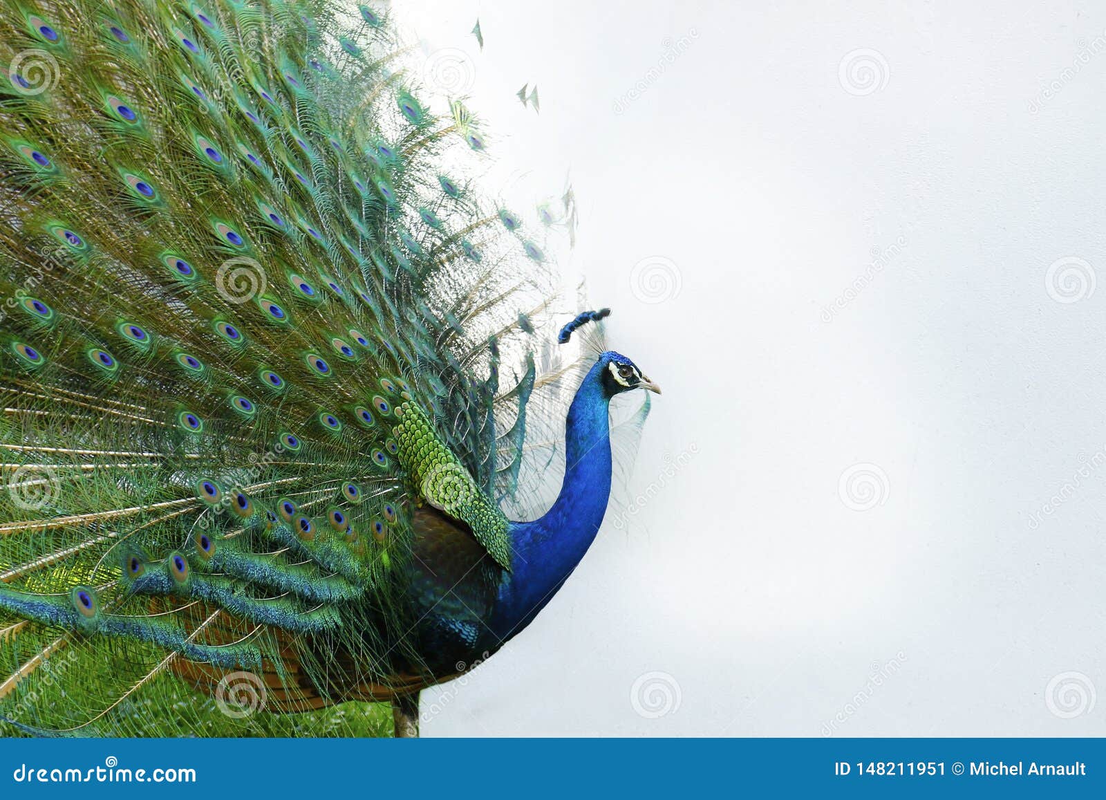 Peacock with Tail in Plume Spread Stock Image - Image of design ...
