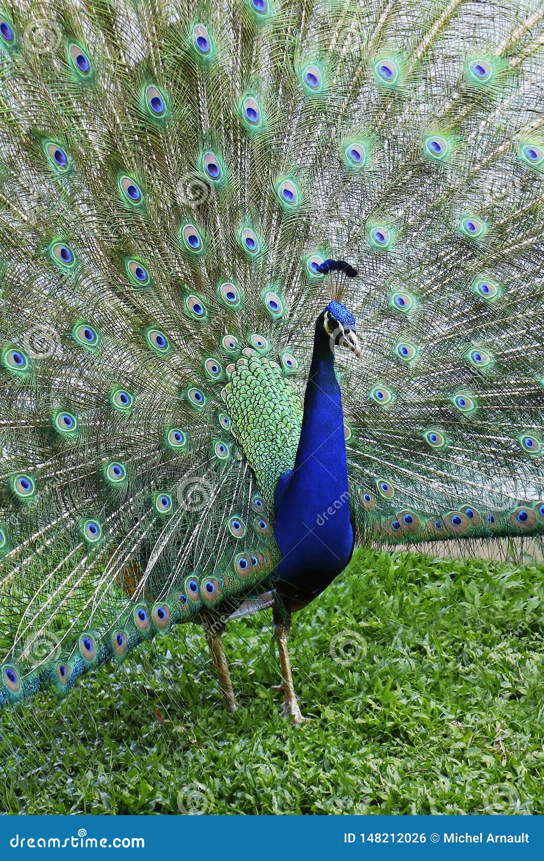 Peacock with Tail in Plume Spread Stock Photo - Image of green, pattern ...