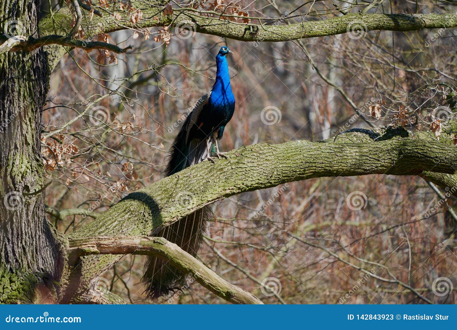 Peacock on the tree stock image. Image of nature, forest - 142843923