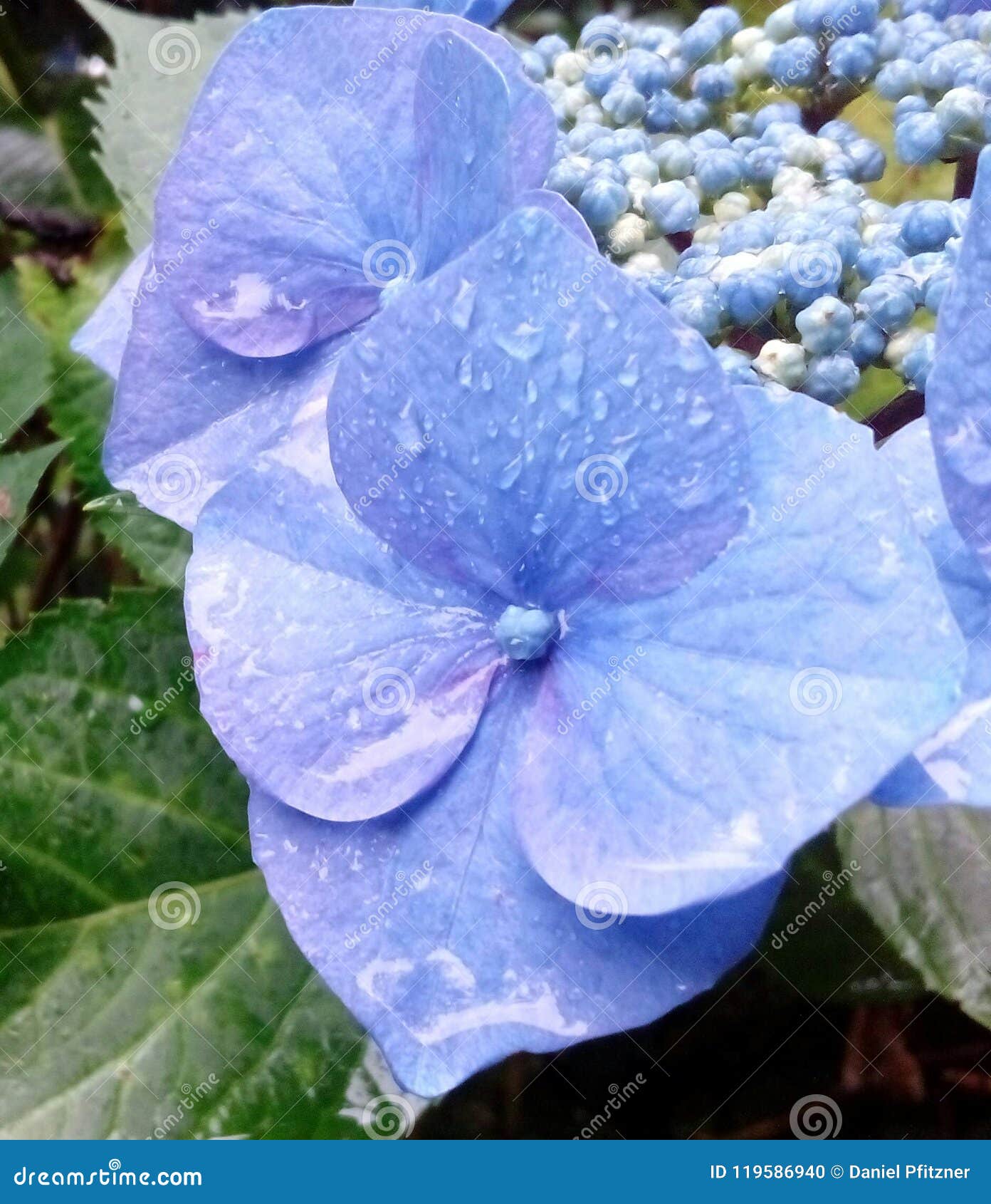 Blue Pearl stock photo. Image of flower, pearl, nice - 119586940