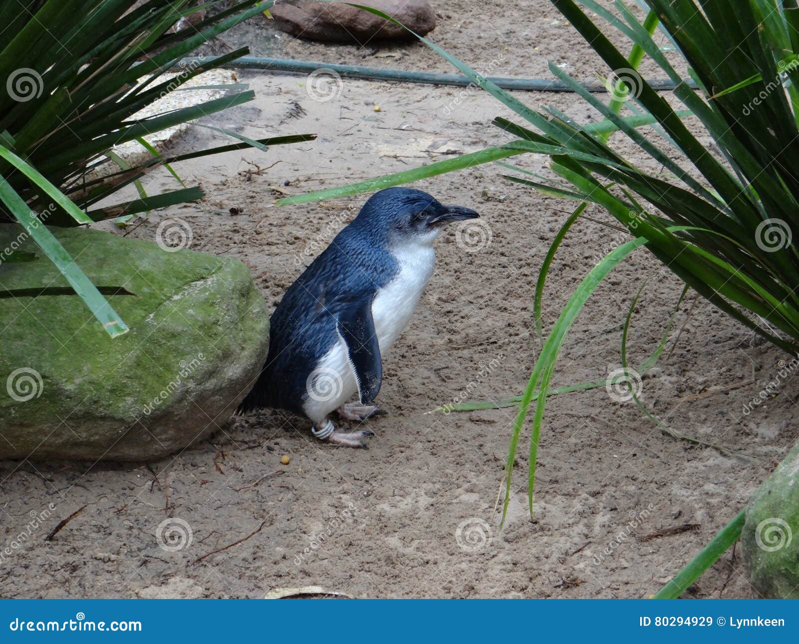 Blue Penguin stock image. Image of blue, australia, bird - 80294929