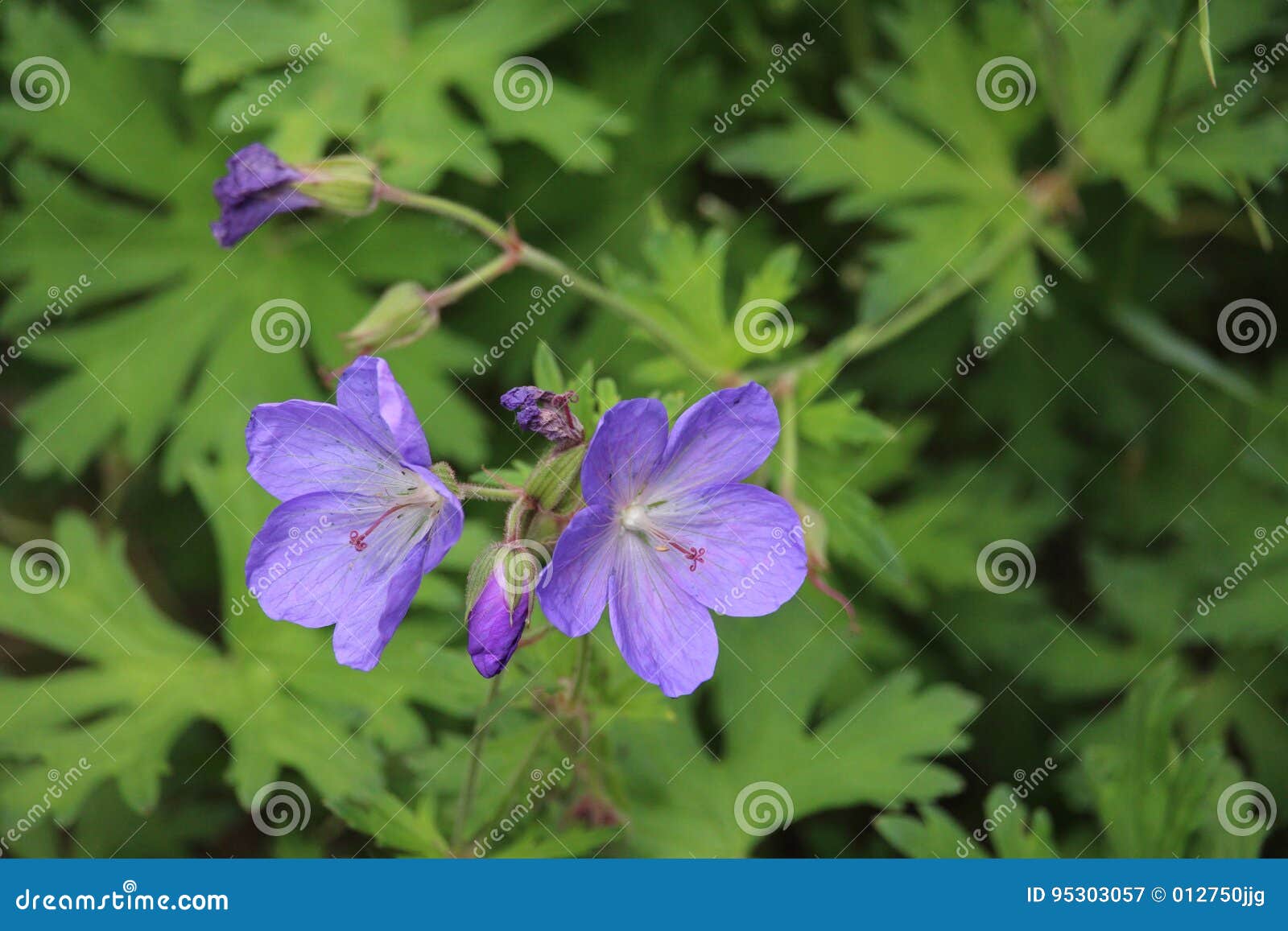 Blue perennial Geranium stock image. Image of geranium - 95303057