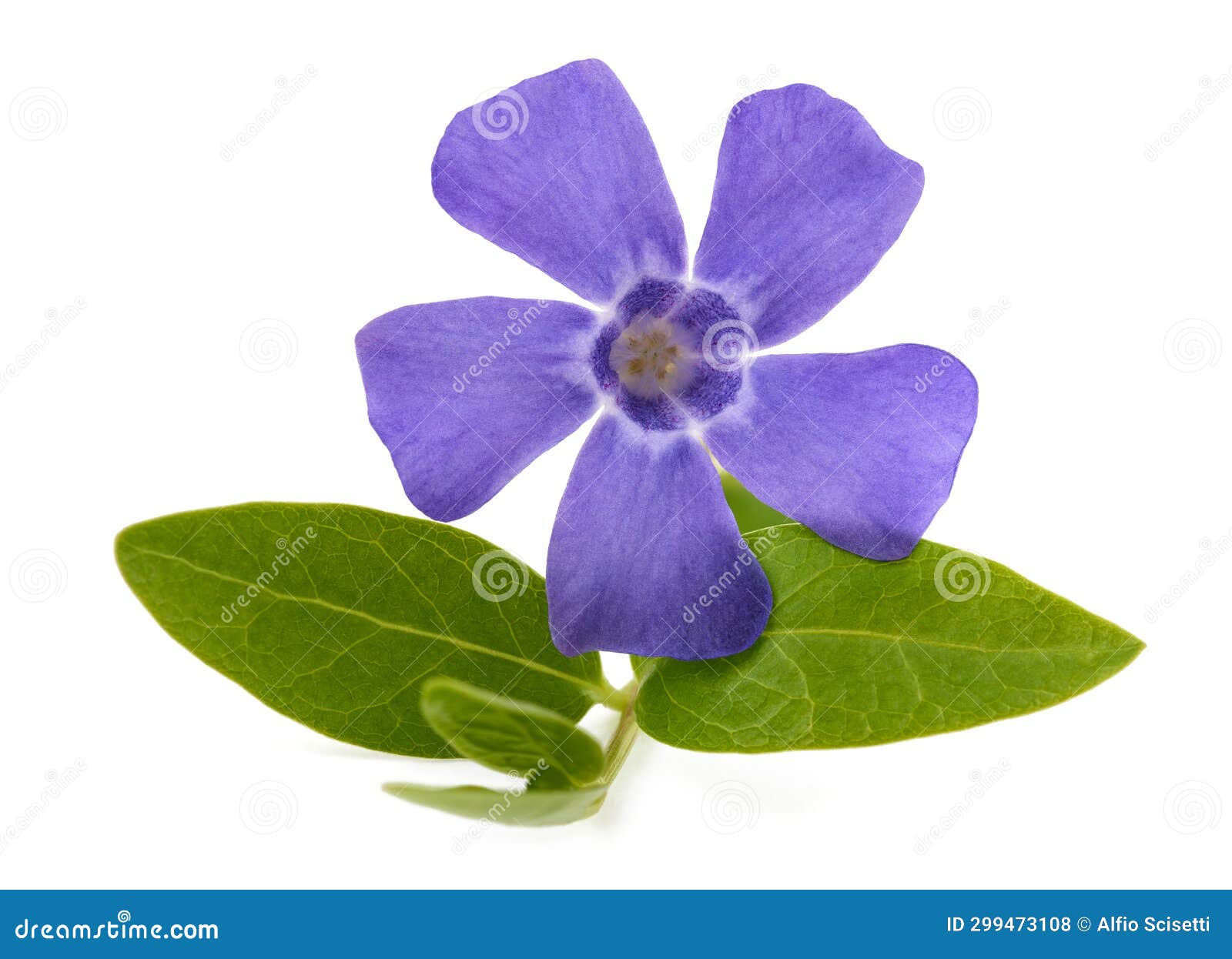Blue periwinkle flower stock photo. Image of blossom - 299473108