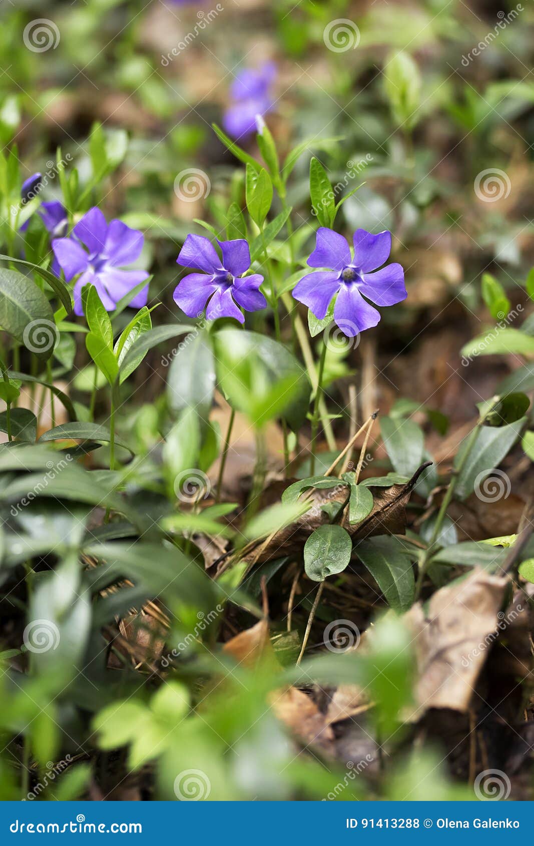 Blue Periwinkle Flower, Wild Vinca Periwinkle. Spring Forest. Stock ...
