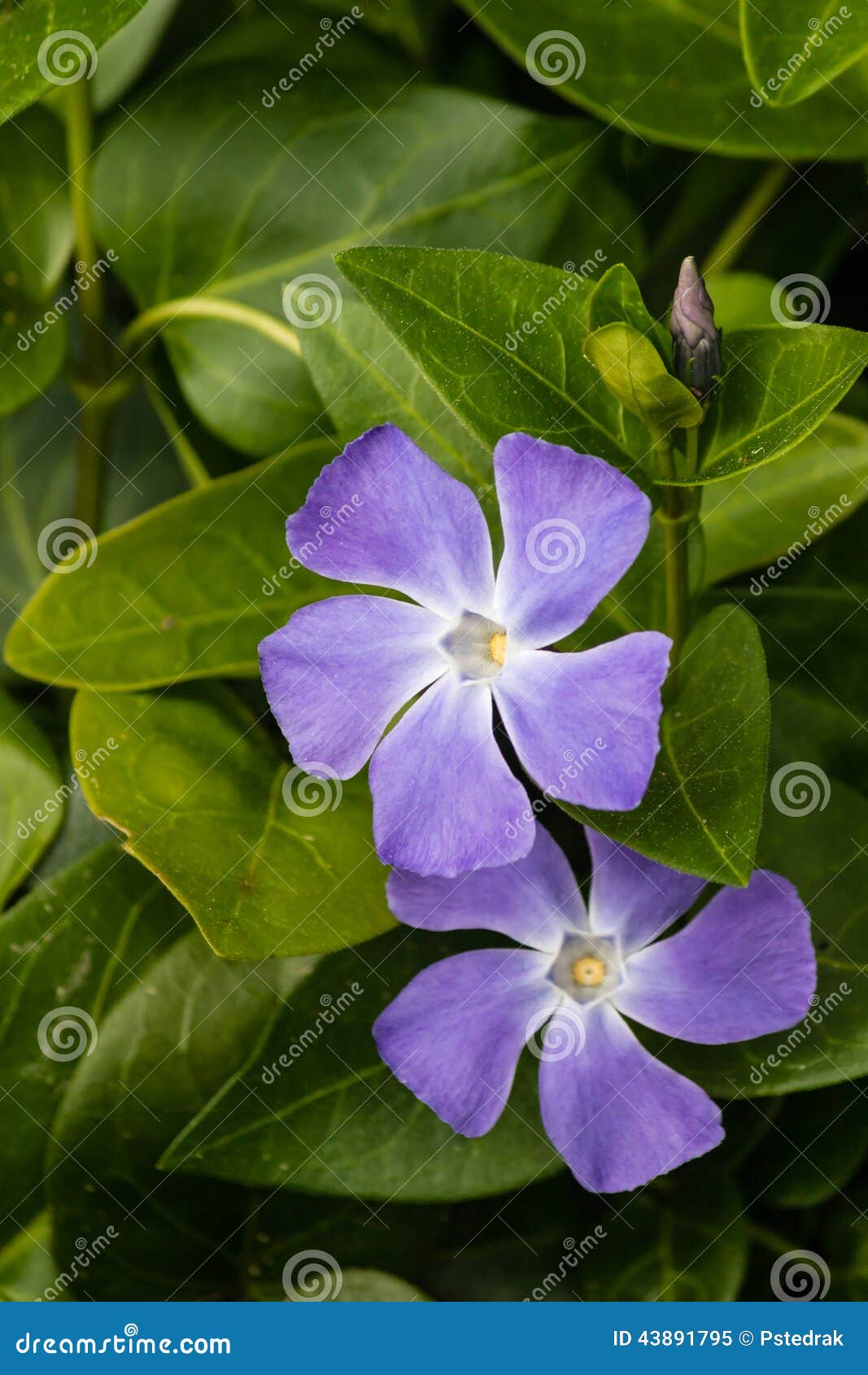 Blue periwinkle flowers stock image. Image of leaves - 43891795