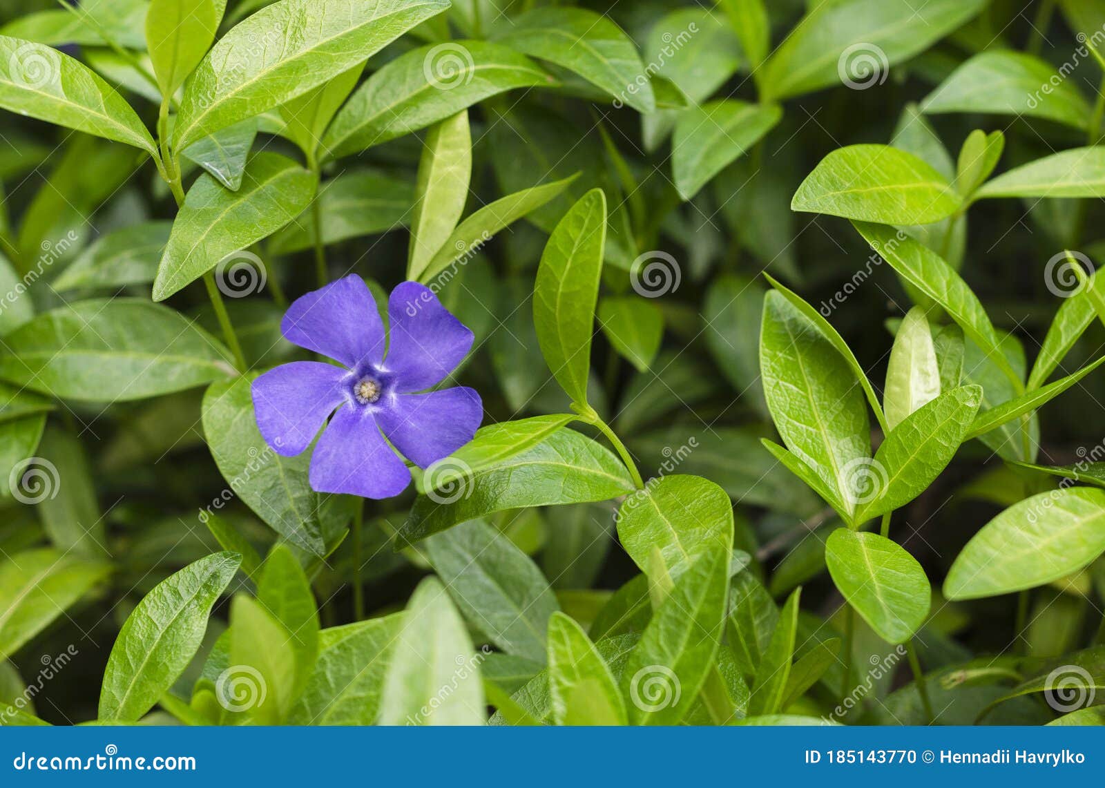 Blue Periwinkle Flowers in Green Foliage 2 Stock Photo - Image of grass ...