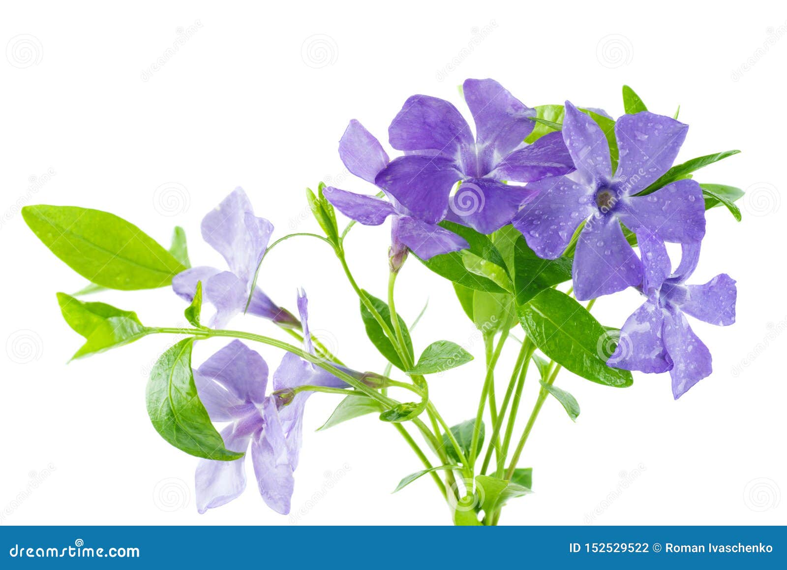 Blue Periwinkle Flowers Isolated on a White Background Stock Photo ...
