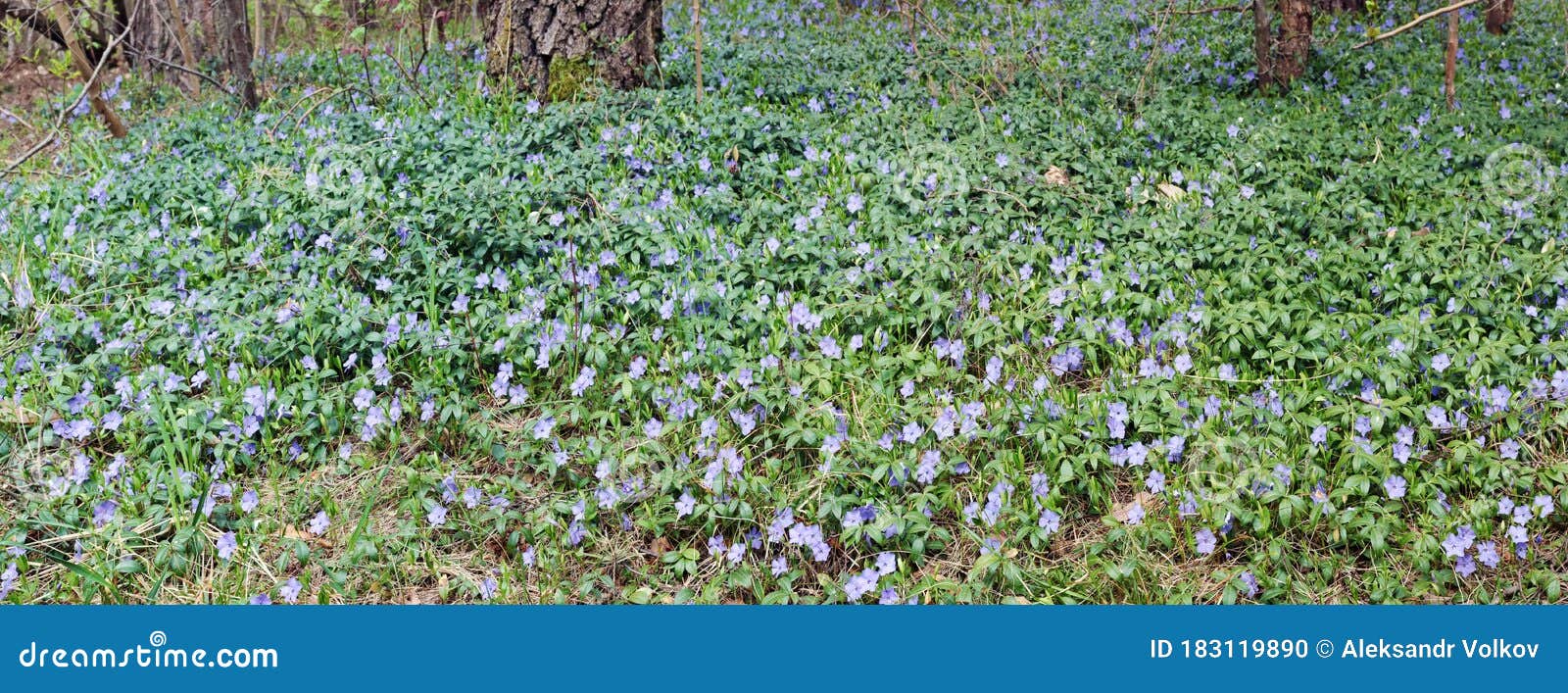 Blue Periwinkle Flowers in a Spring Forest Glade Panoramic Stock Photo ...