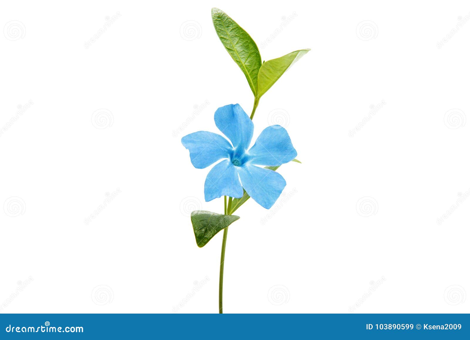 Blue periwinkle isolated stock image. Image of beautiful - 103890599