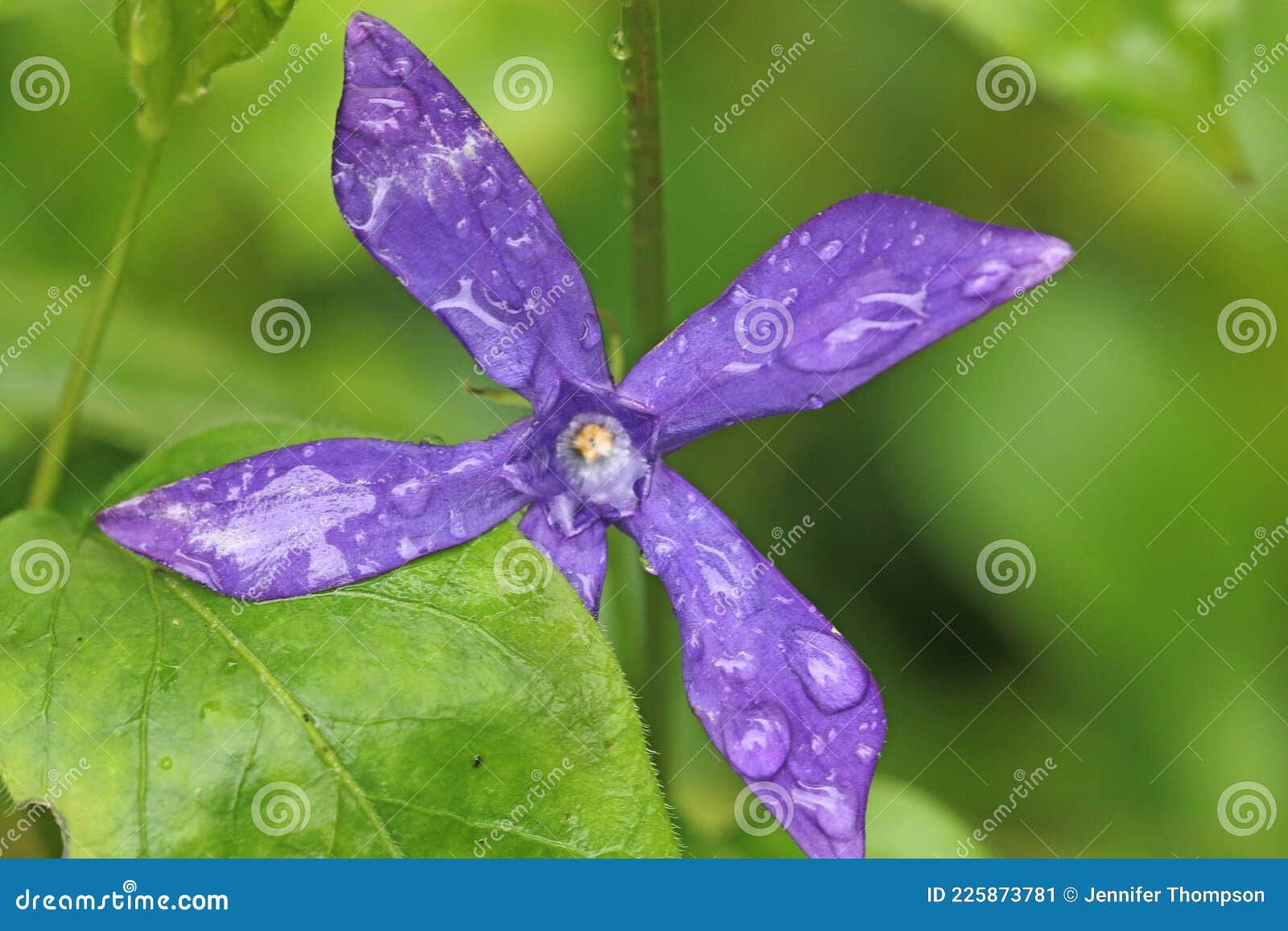 Blue Periwinkle after rain stock image. Image of macro - 225873781