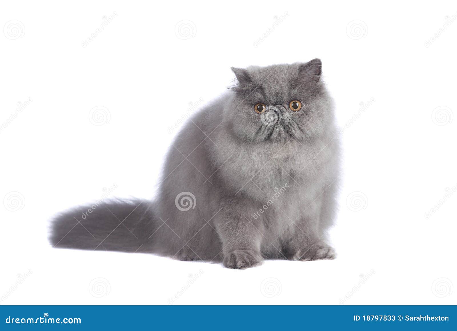 Blue Persian cat in studio stock image. Image of whiskers - 18797833