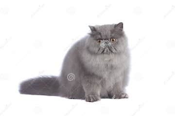 Blue Persian cat in studio stock image. Image of whiskers - 18797833