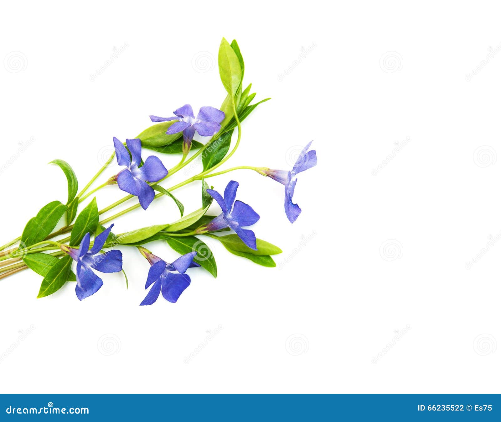 Blue Perwinkle flowers stock photo. Image of floral, green - 66235522