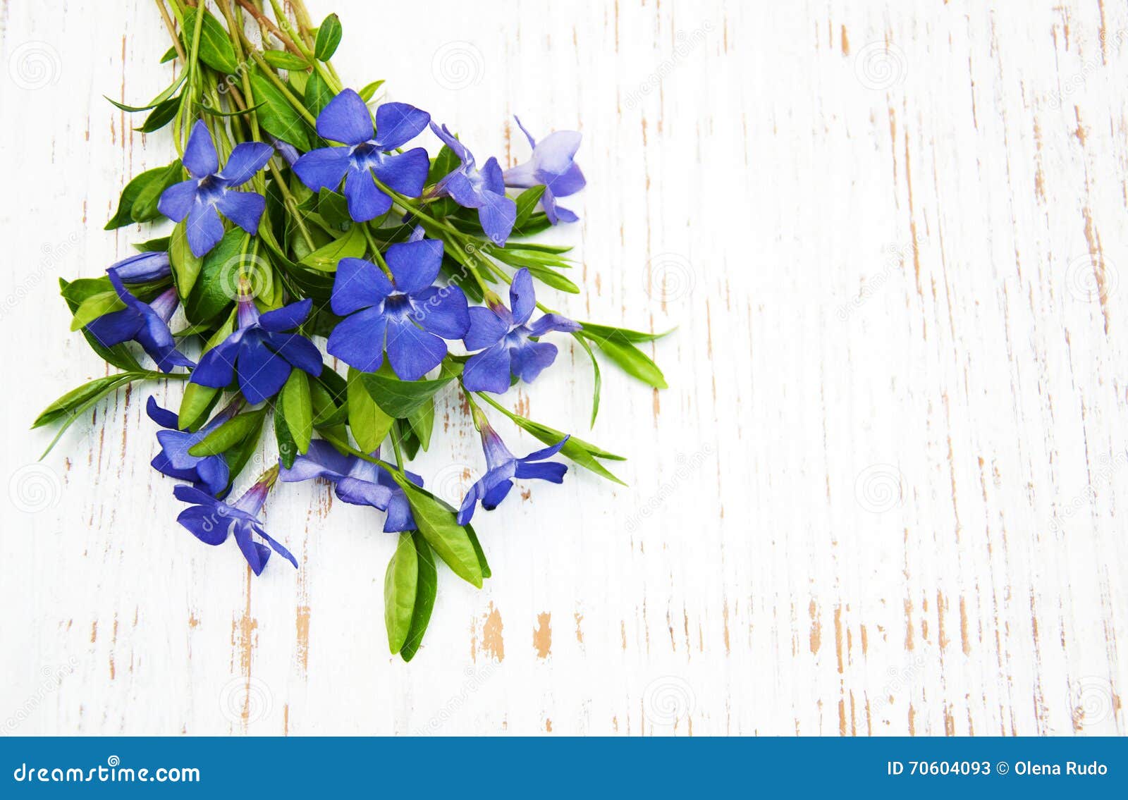 Blue Perwinkle flowers stock image. Image of delicate - 70604093