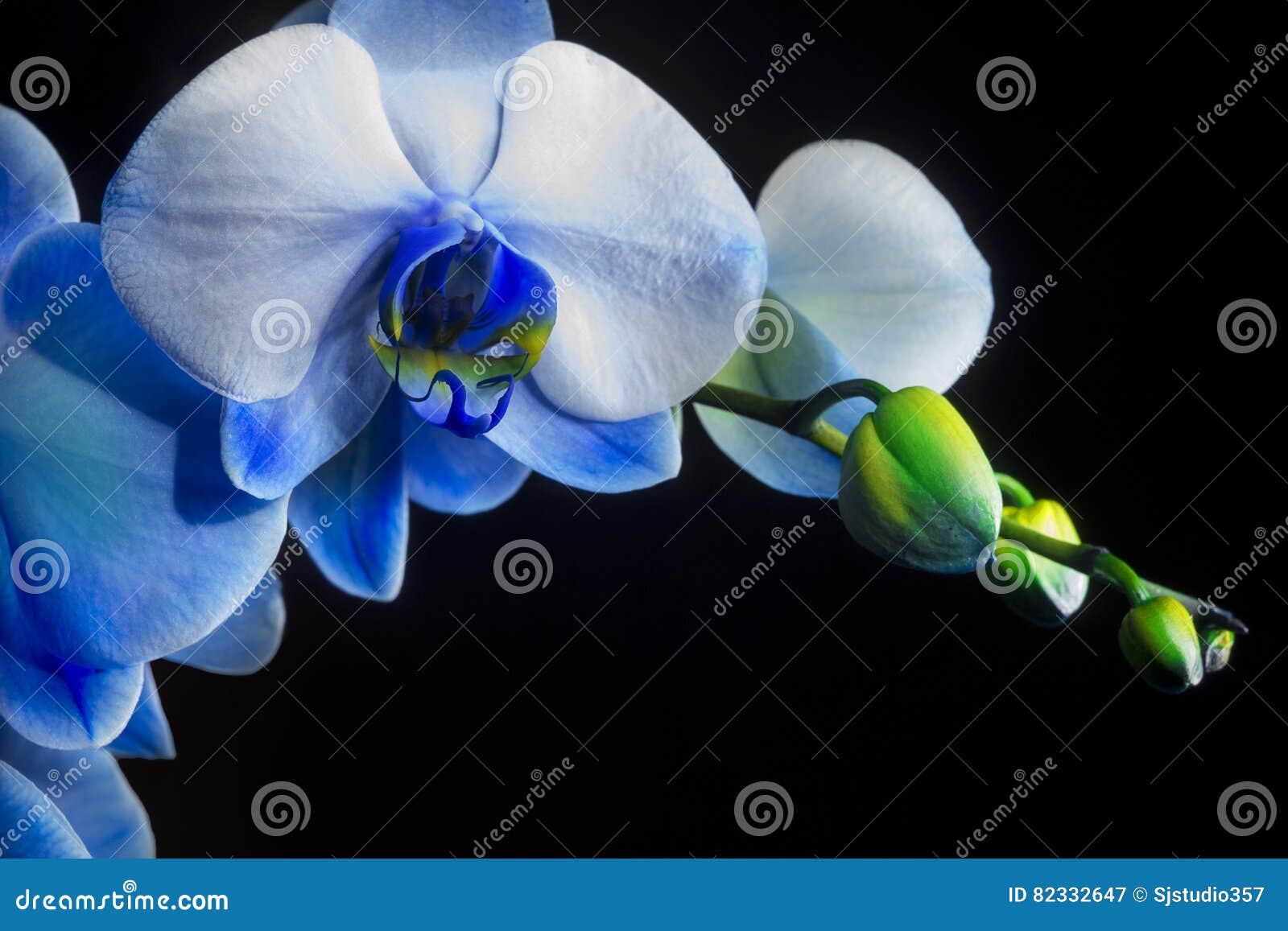 Blue Phalaenopsis Orchid on Black Background Stock Image - Image of ...