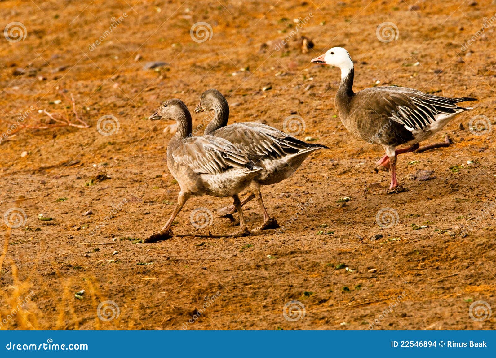 Blue Phase Snow Goose stock photo. Image of caerulescens - 22546894