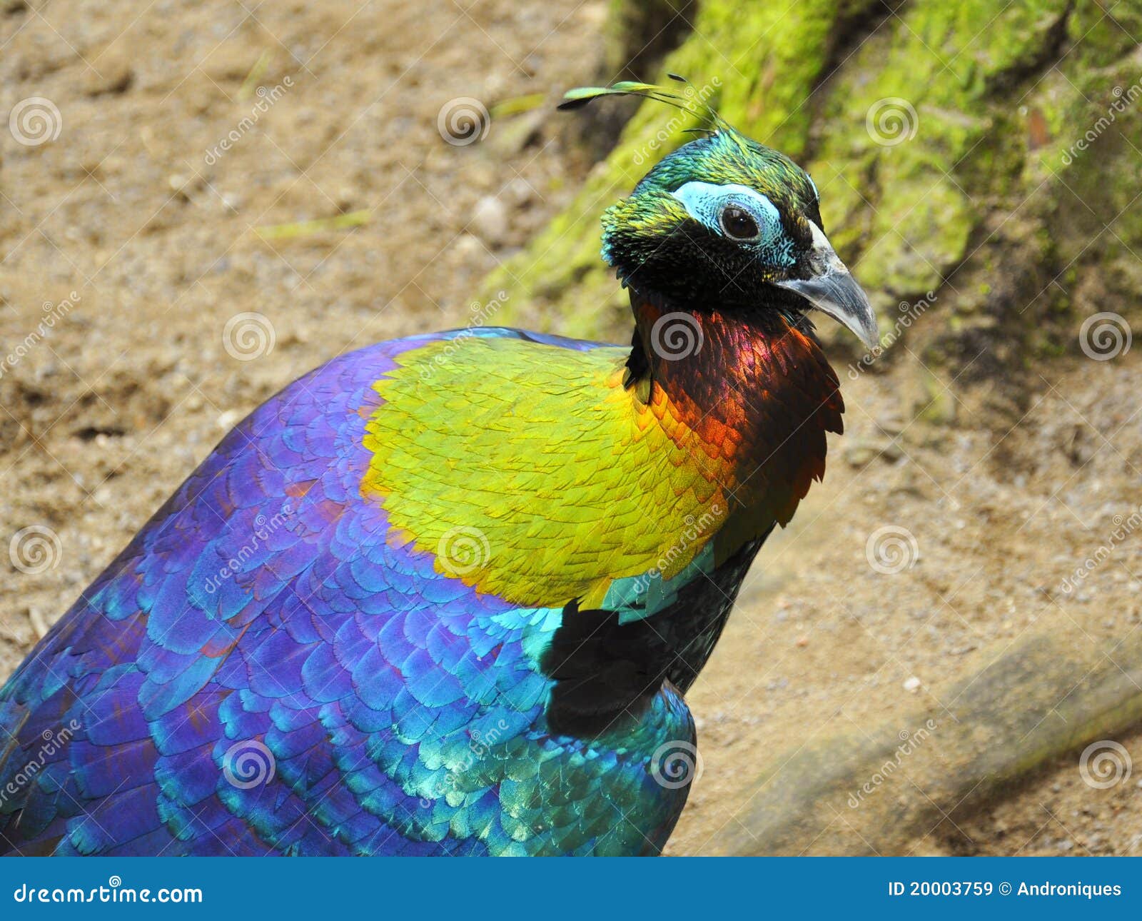 Blue pheasant stock image. Image of sharp, detail, bright - 20003759