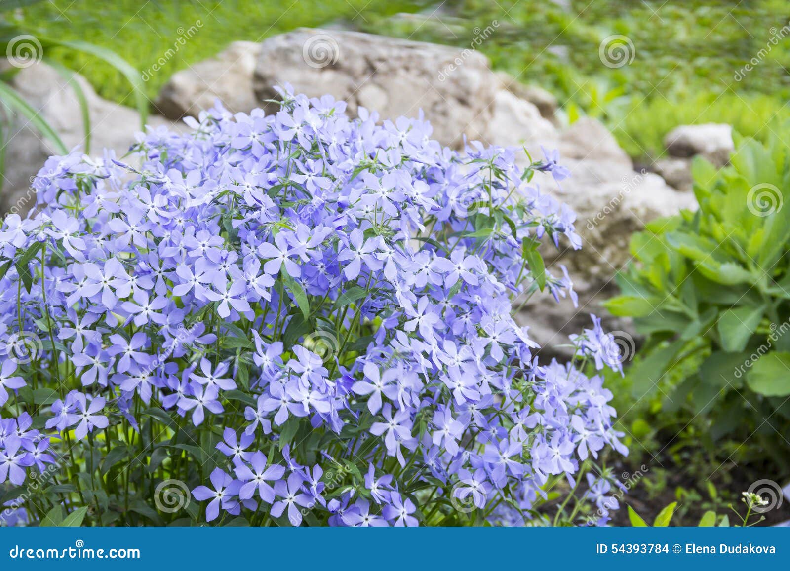 Blue phlox on alpine hill stock photo. Image of spring - 54393784