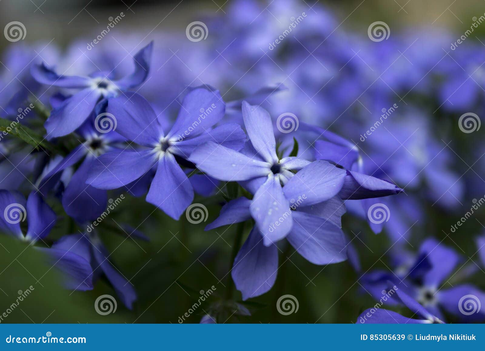 Blue Phlox Bloom in the Spring in the Garden Stock Image - Image of ...