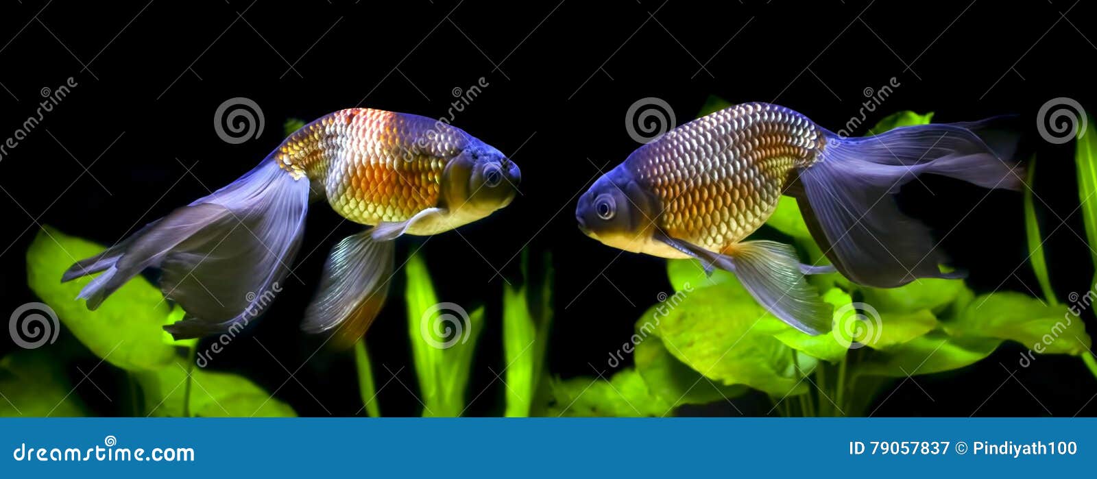 The blue phoenix egg fish stock image. Image of cute - 79057837