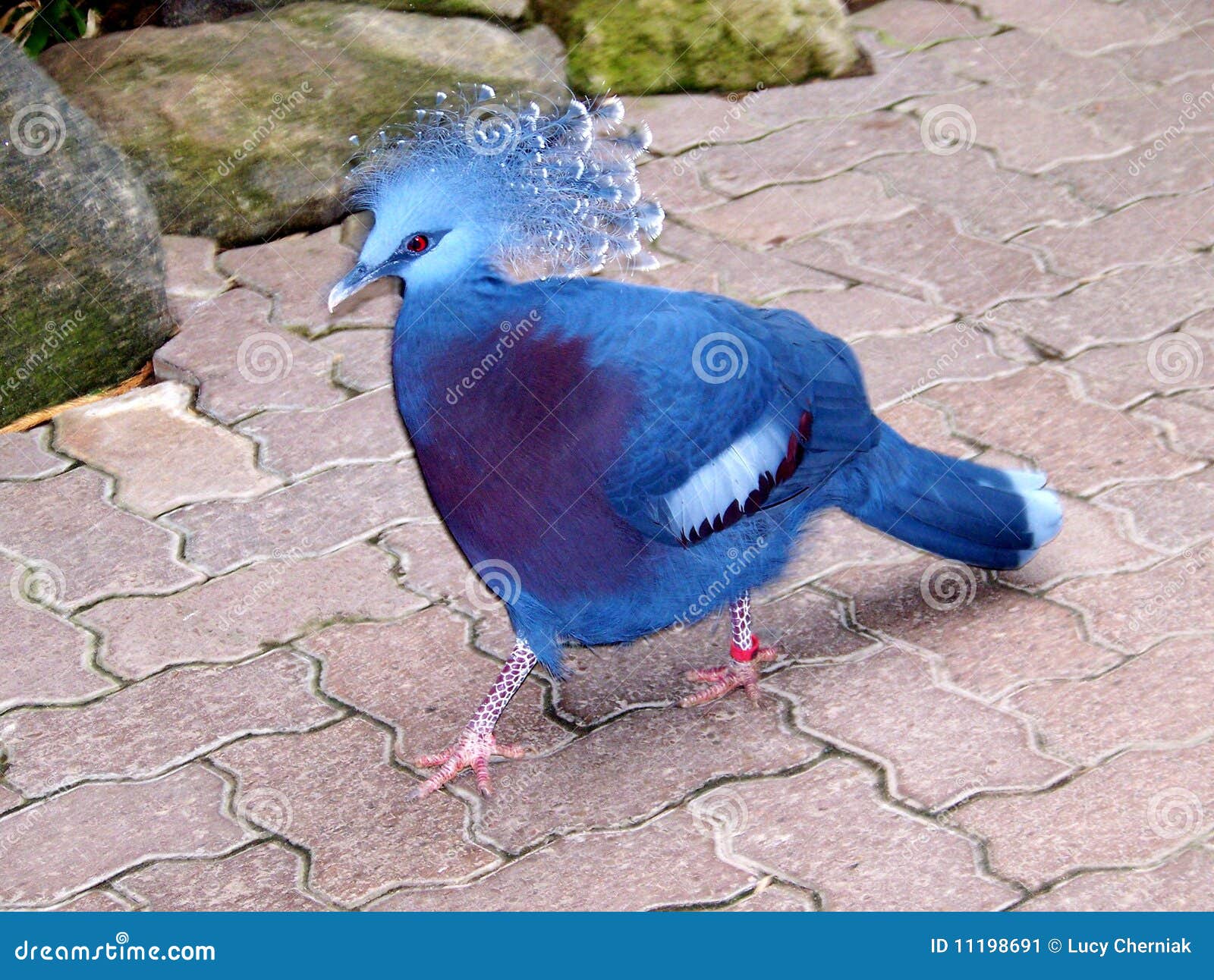 Blue Pigeon stock image. Image of bricks, stones, nature - 11198691