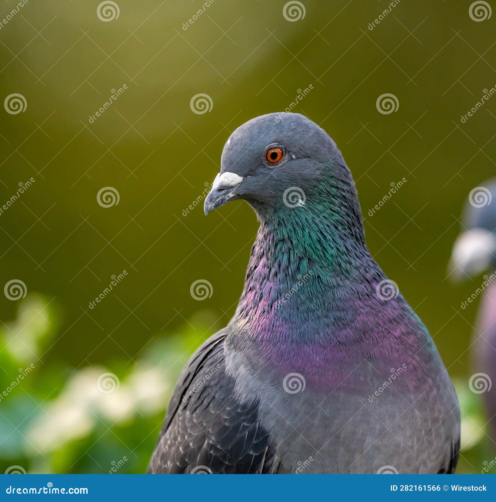 Blue Pigeon on Blurred Background Stock Photo - Image of nature ...