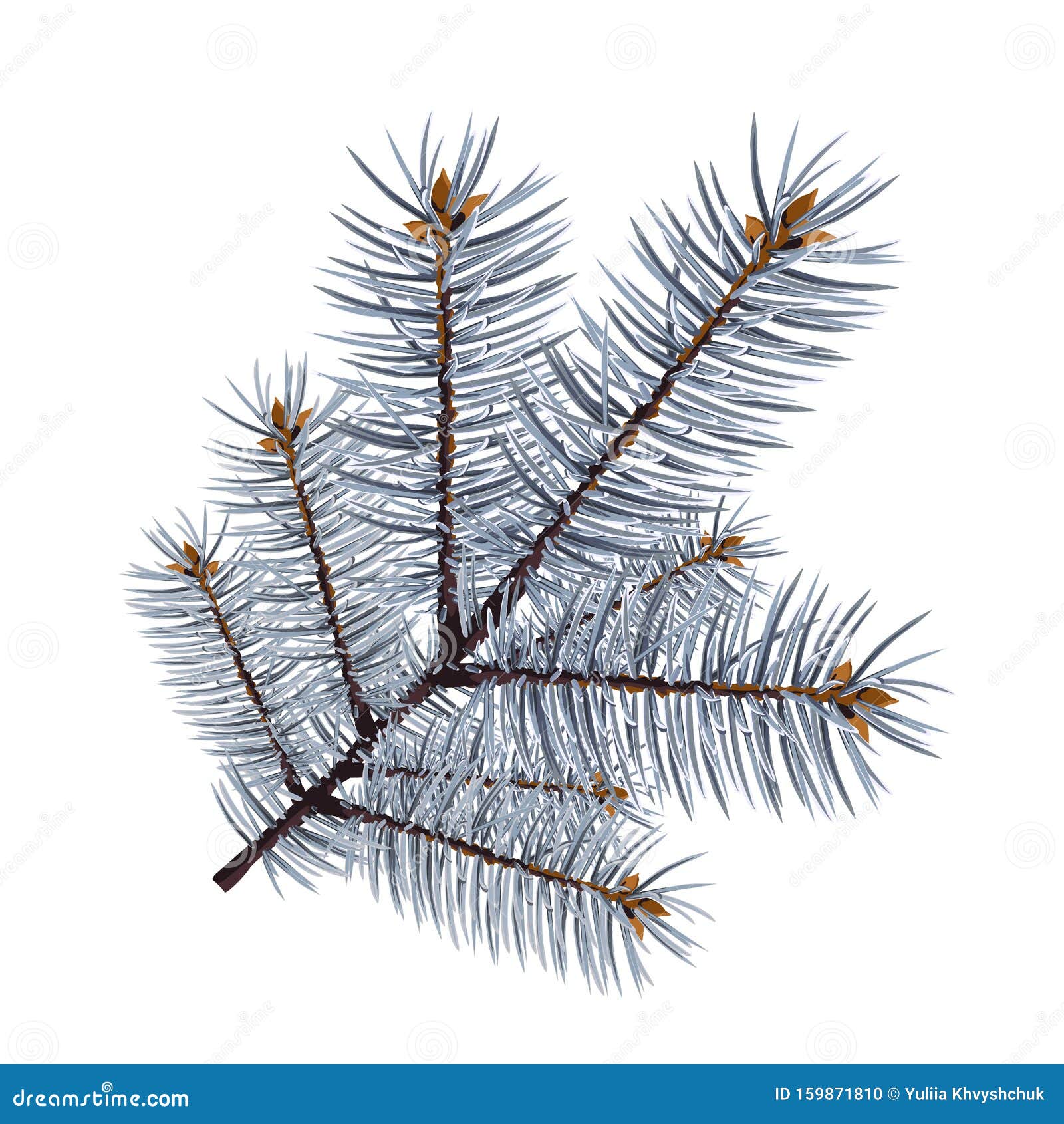 Blue Pine Branch. Fir Tree Branch. Element for Design and Christmas ...