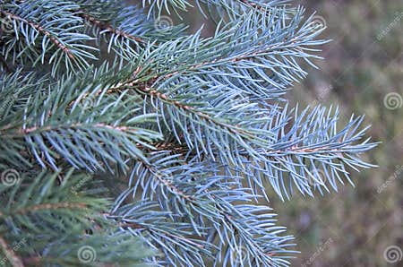 Blue pine tree stock photo. Image of frost, nature, frozen - 329152