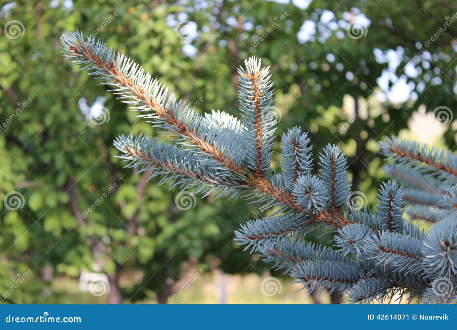 Blue Pine tree branches stock image. Image of tree, background - 42614071