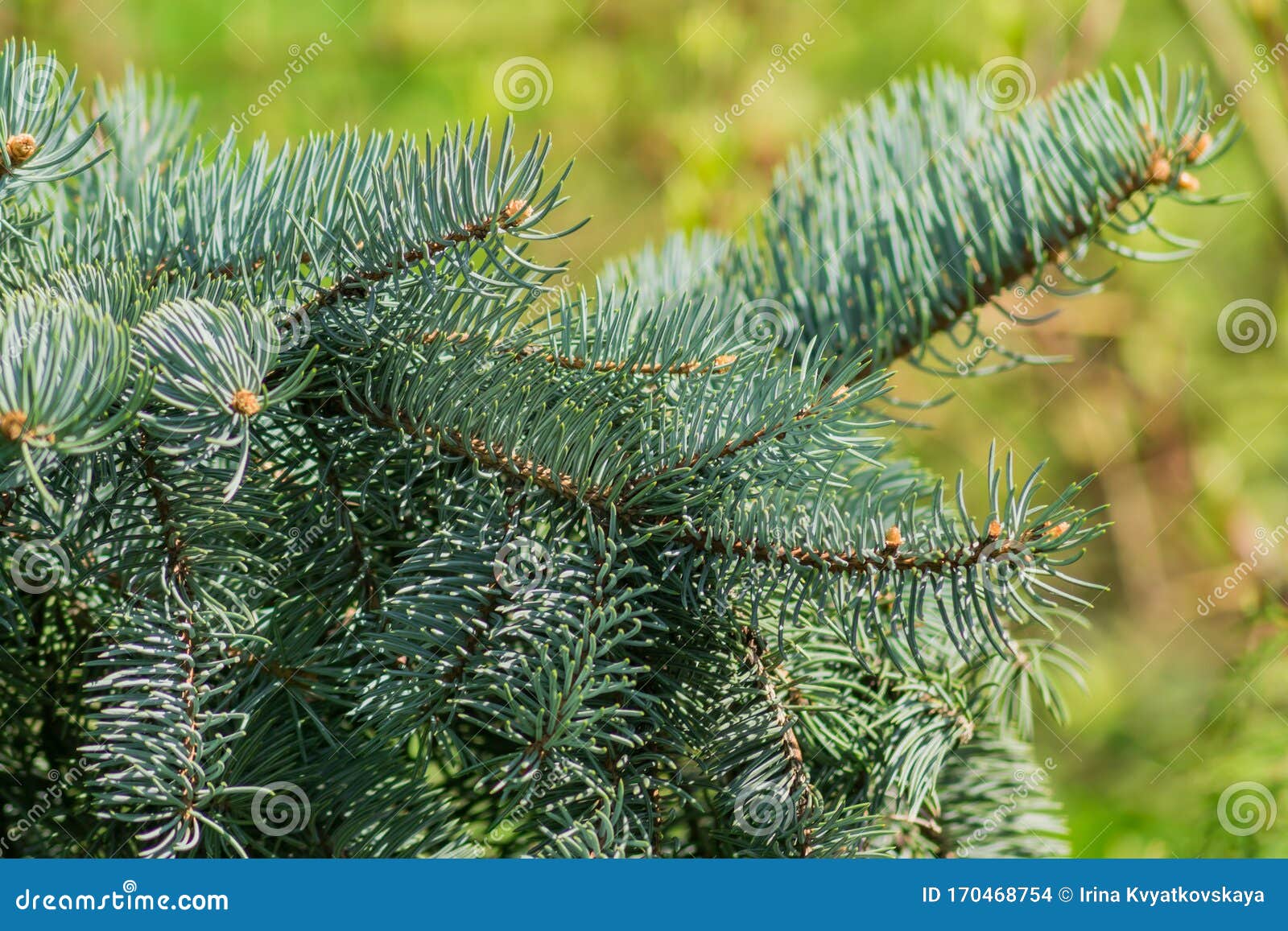 Blue Pine Tree with Bright Blue Needles in Spring Stock Photo - Image ...