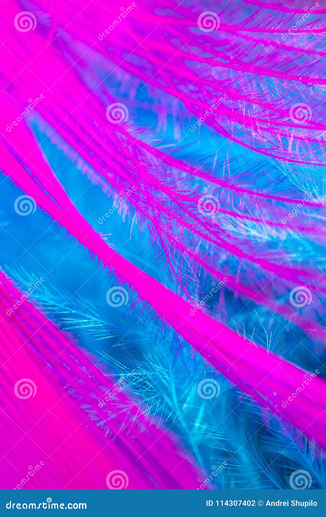 Blue and Pink Feathers As a Background Stock Photo - Image of pink ...