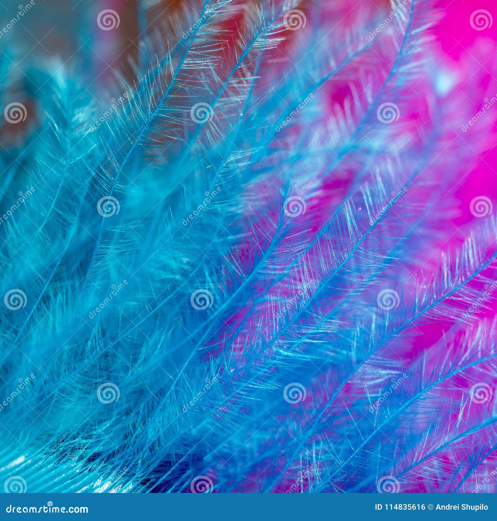 Blue and Pink Feathers As a Background Stock Photo - Image of ...