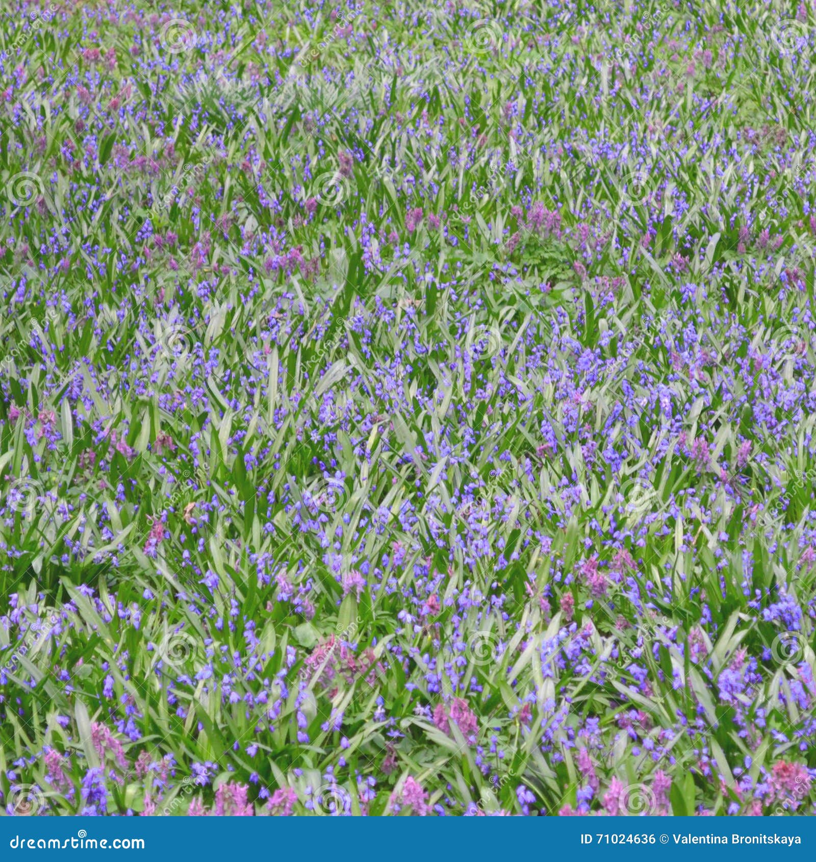 Blue and pink flowers stock photo. Image of blue, pink - 71024636