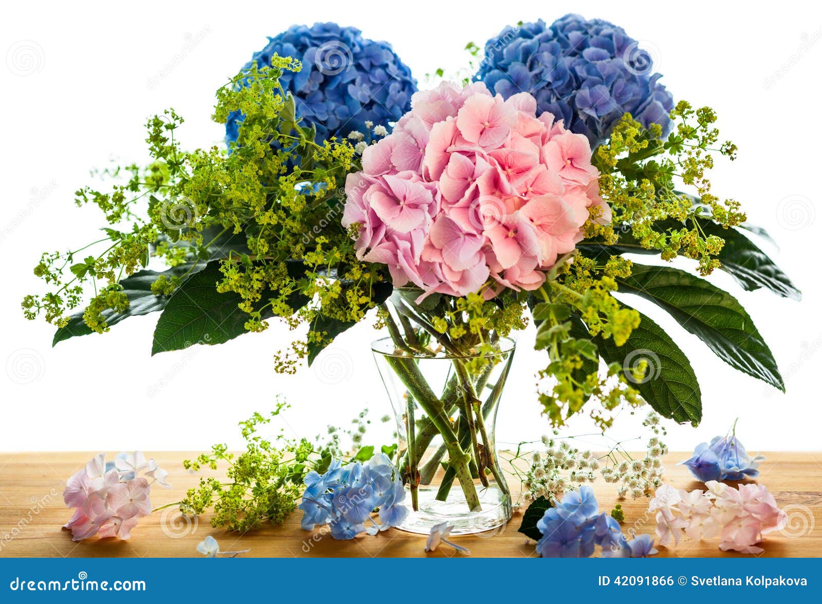 Blue and pink hydrangea stock photo. Image of bouquet - 42091866