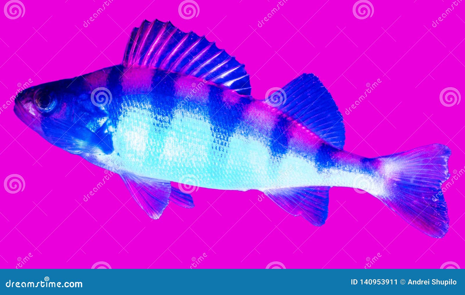 Blue-pink Perch Fish Isolated on Pink Background Stock Image - Image of ...