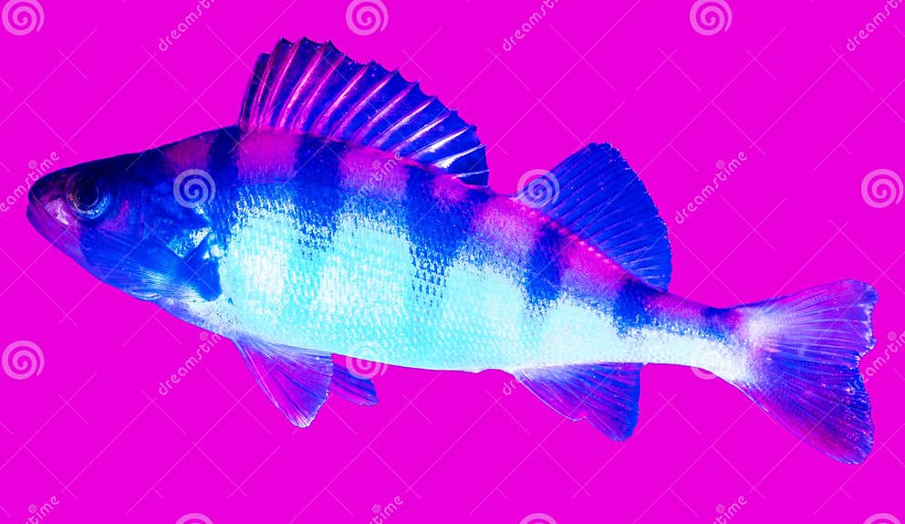 Blue-pink Perch Fish Isolated on Pink Background Stock Image - Image of ...