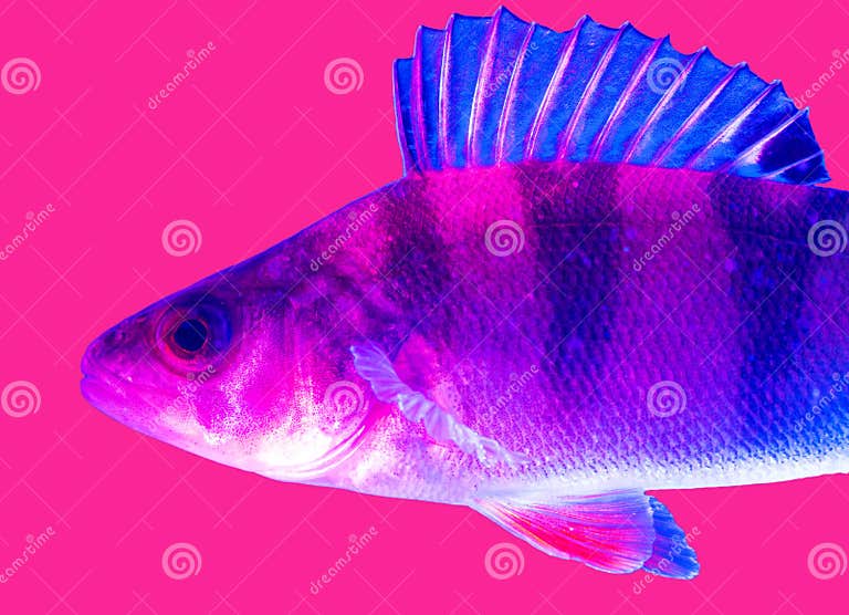 Blue-pink Perch Fish Isolated on Pink Background Stock Image - Image of ...