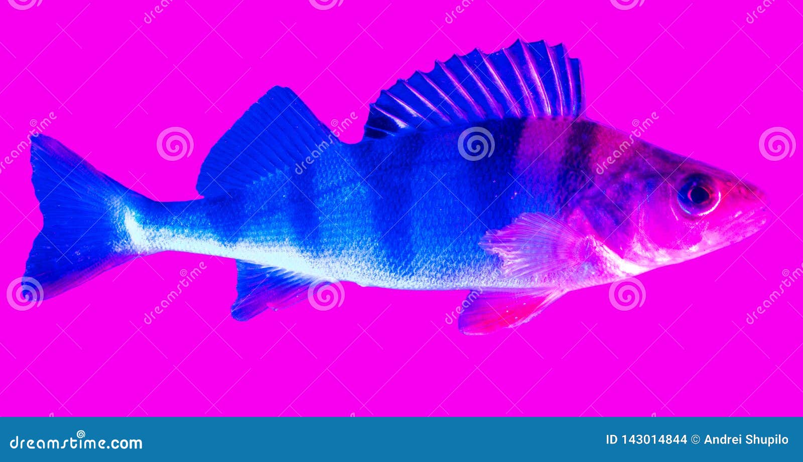 Blue-pink Perch Fish Isolated on Pink Background Stock Photo - Image of ...