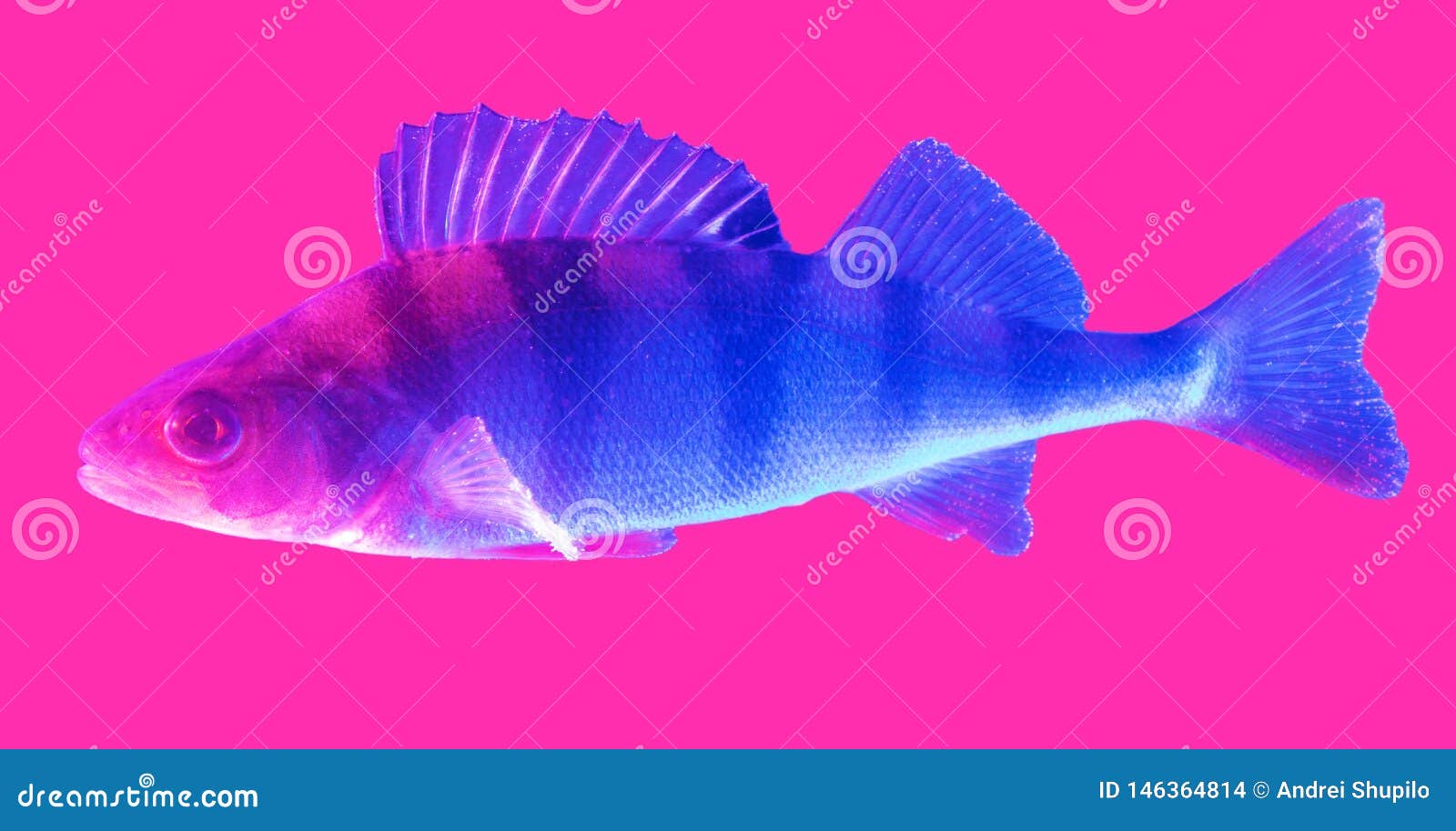 Blue-pink Perch Fish Isolated on Pink Background Stock Photo - Image of ...