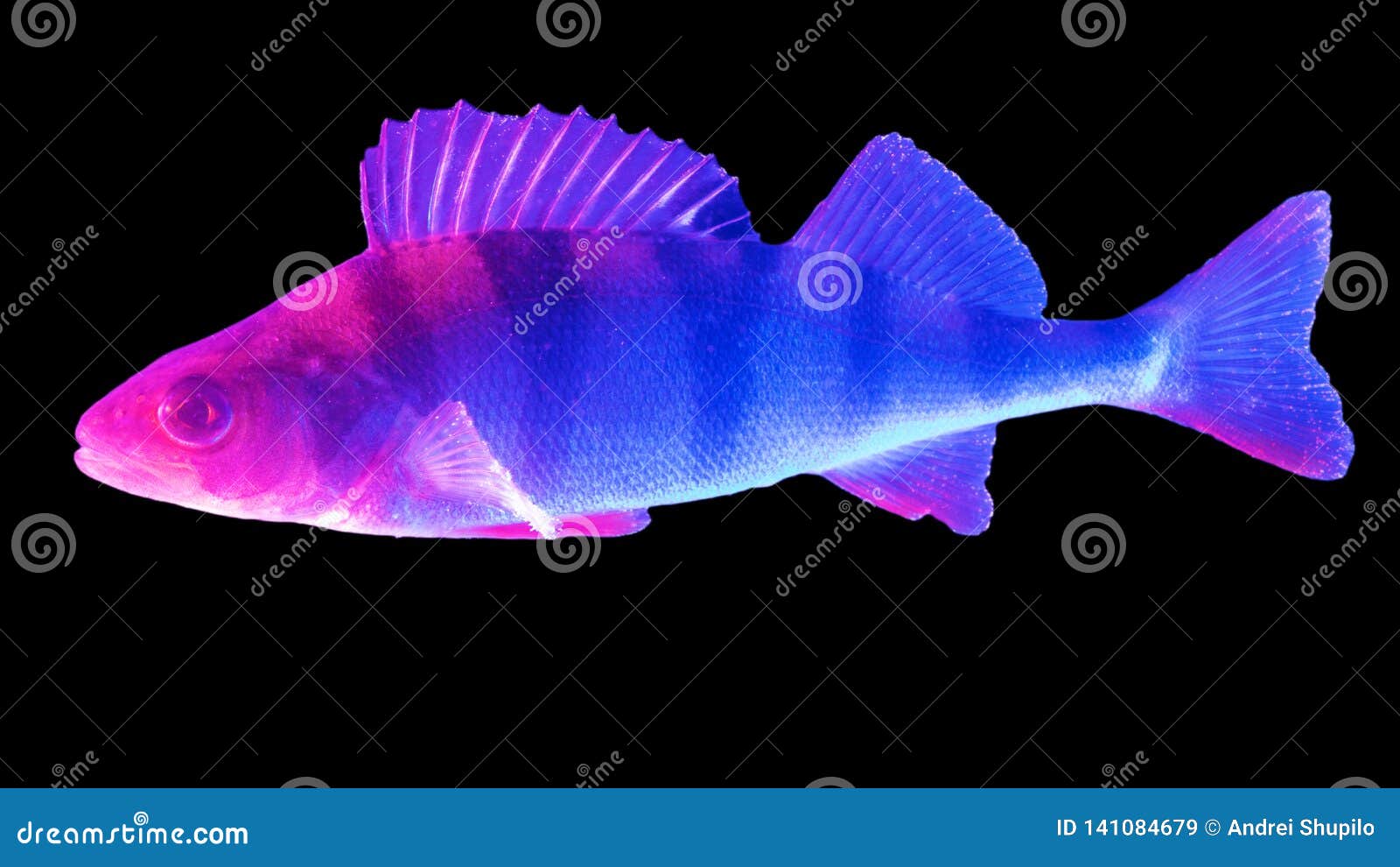 Blue Pink Snapper Isolated on Black Background Stock Image - Image of ...