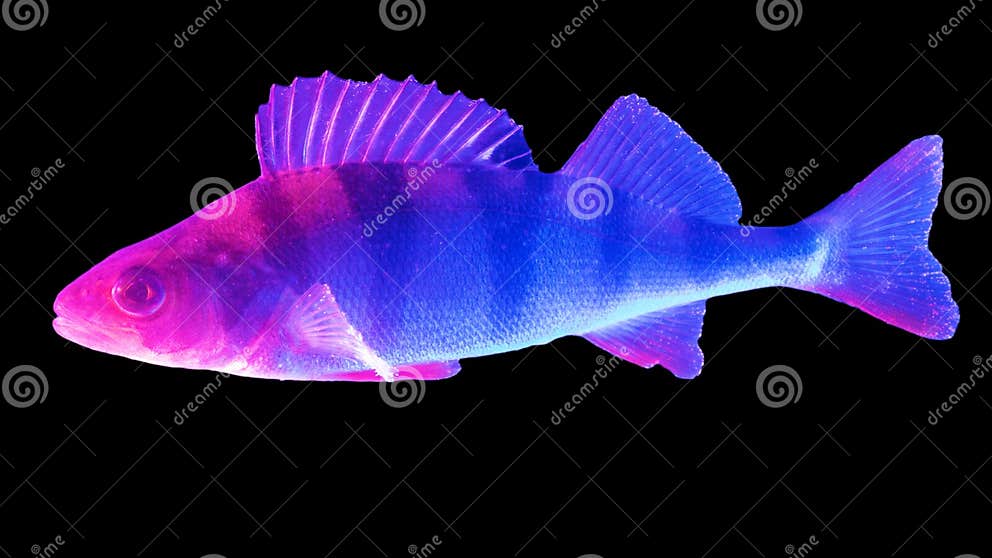 Blue Pink Snapper Isolated on Black Background Stock Image - Image of ...