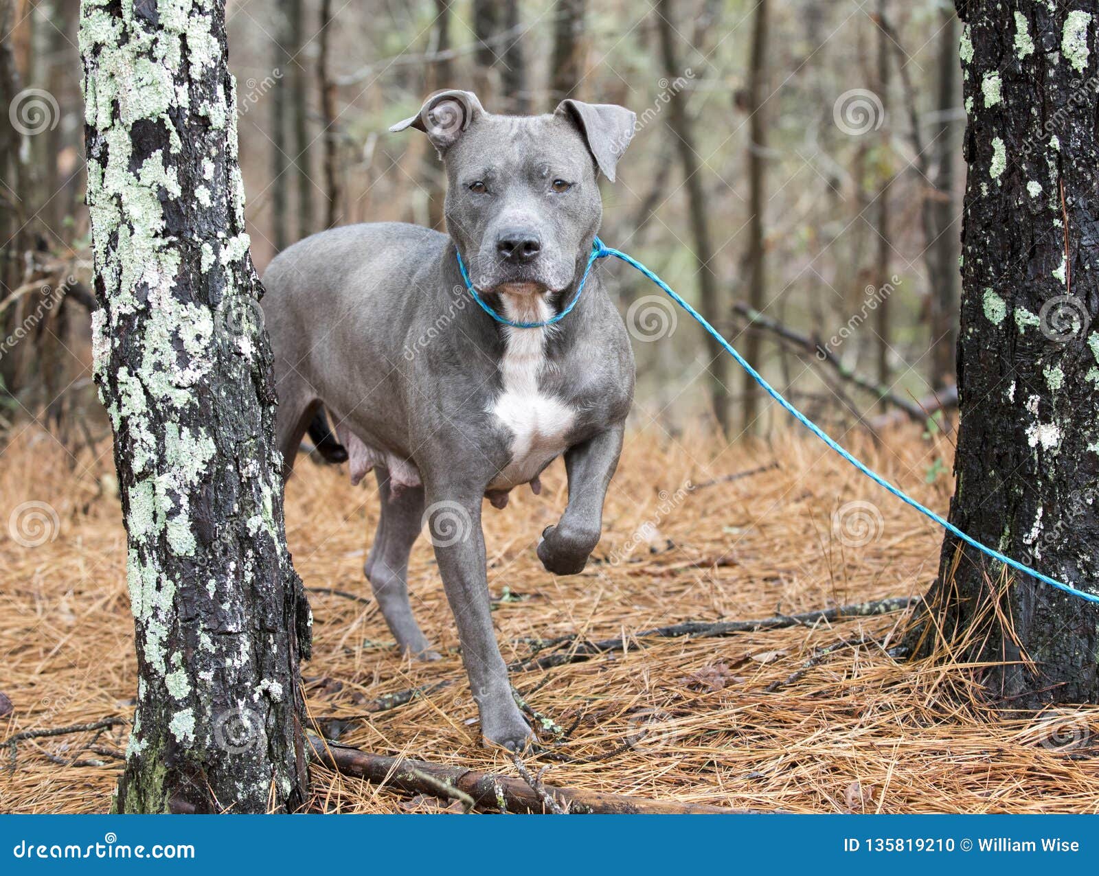Lactating Pitbull Stock Photos - Free & Royalty-Free Stock Photos from ...