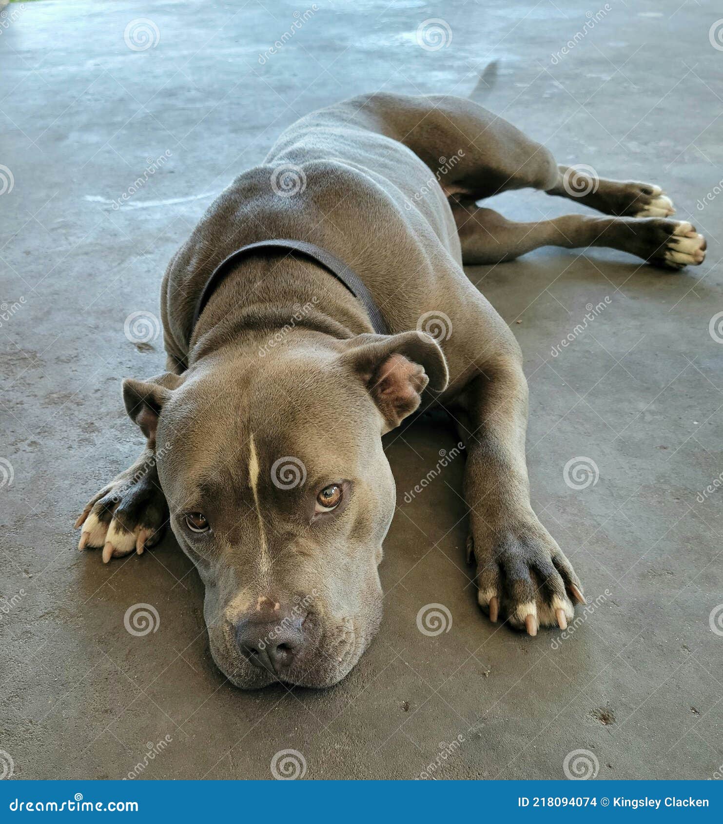 Blue Pitbull Dogbreed Pure Breed Stock Photo - Image of breed, dogbreed ...