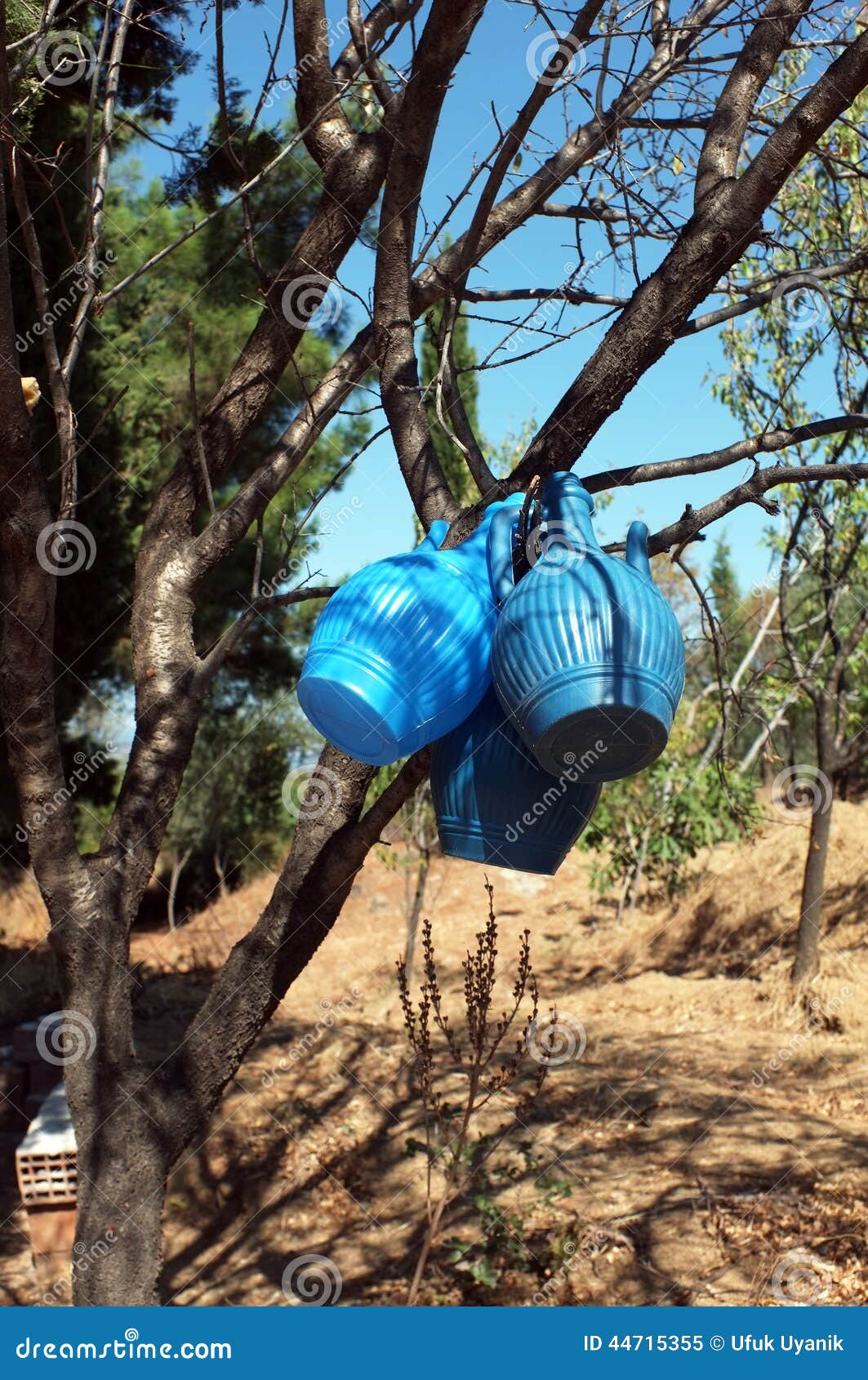 Blue Pitchers Hanged on Tree Branch Stock Image - Image of decanter ...